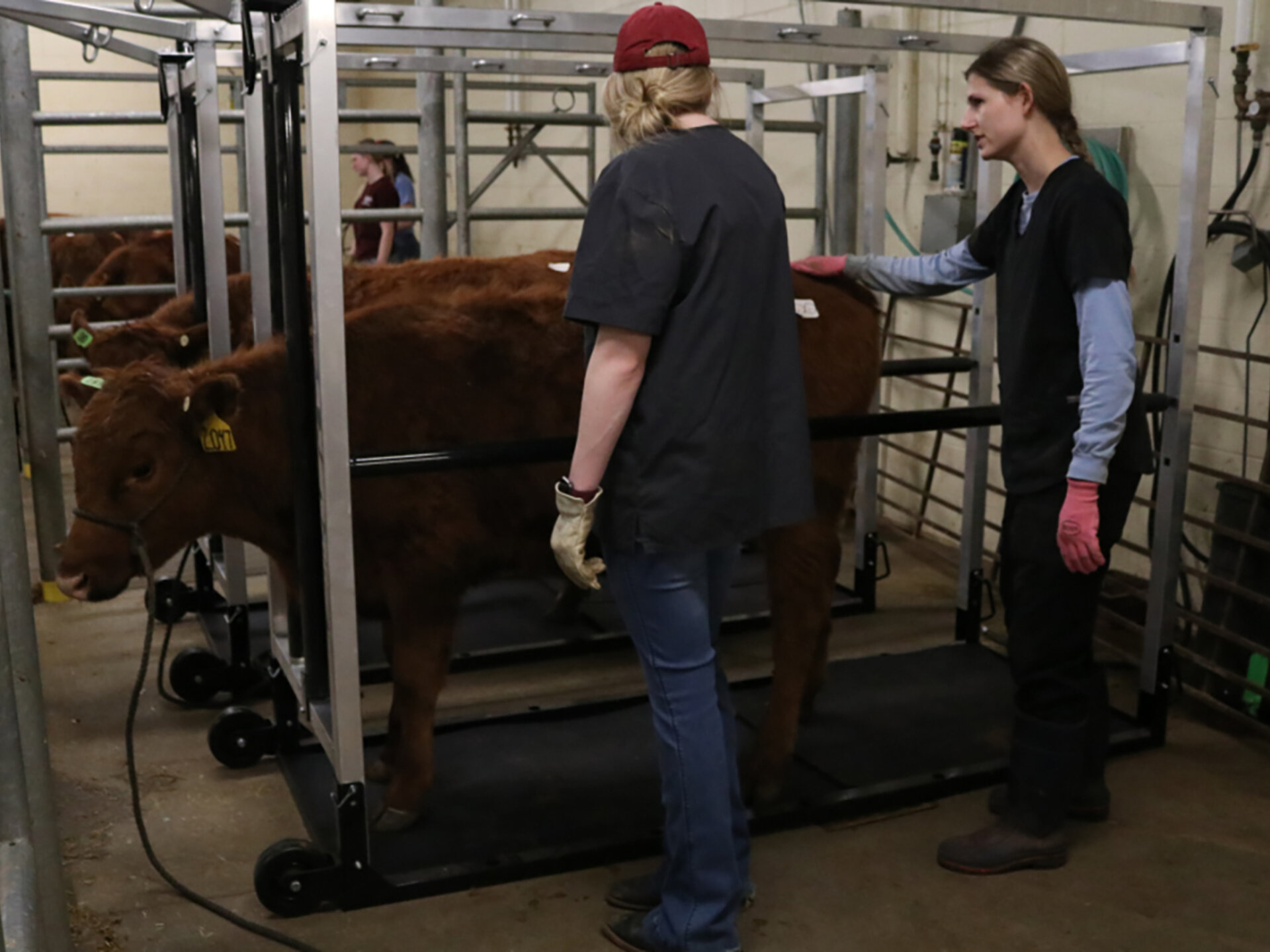 Animal Genetics and Genomics Laboratory News Stories | Department of ...