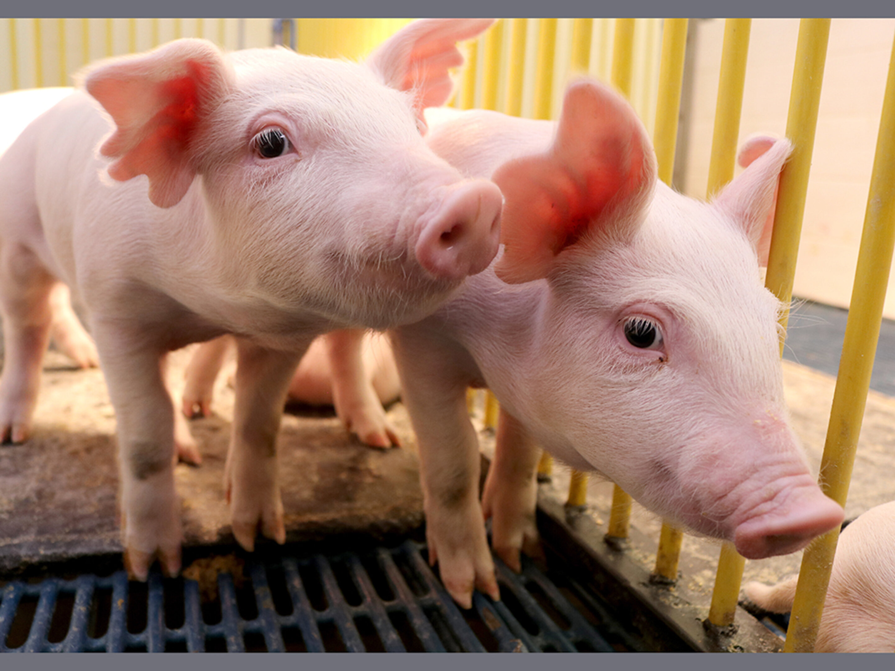 Molecular Genetics Laboratory News Stories | Department of Animal ...